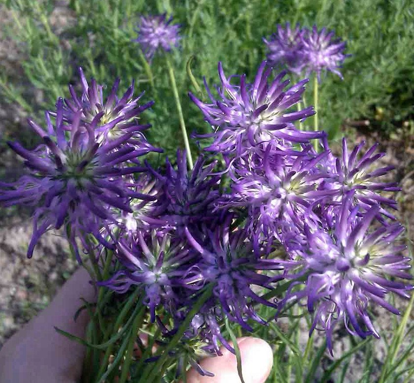30 Blue Oxford Rampion Phyteuma Seeds