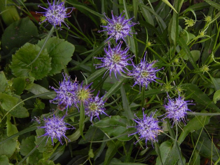 30 Blue Oxford Rampion Phyteuma Seeds