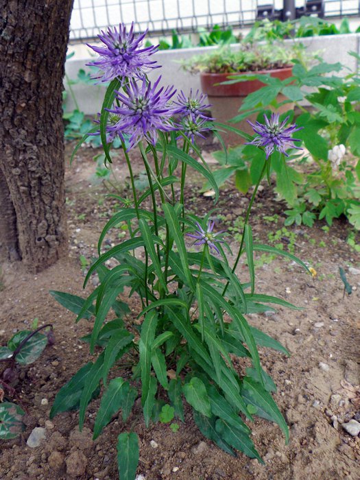 30 Blue Oxford Rampion Phyteuma Seeds