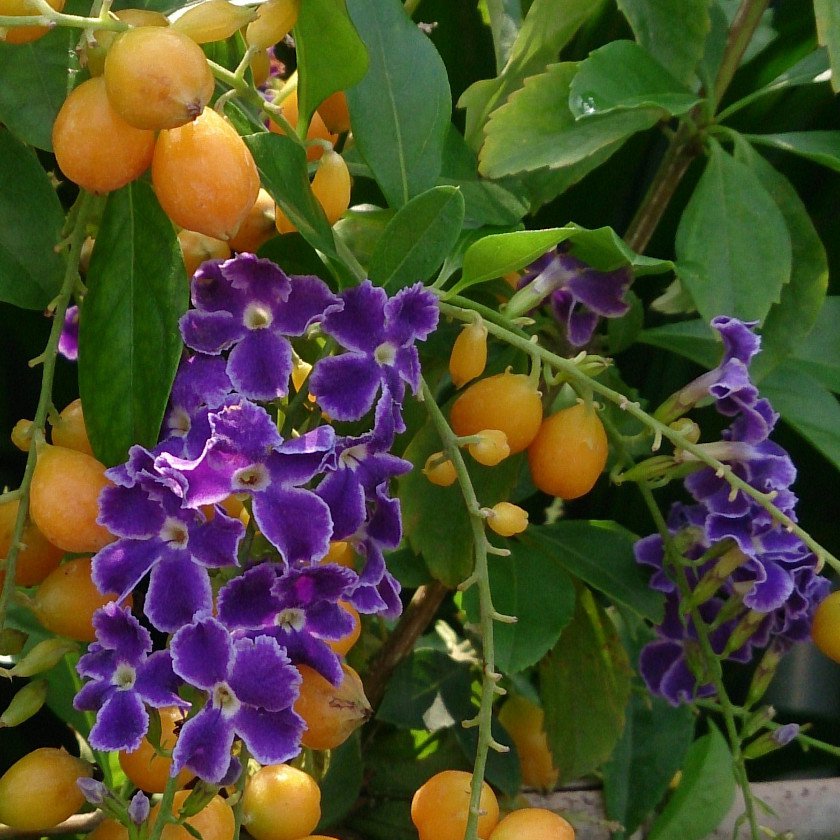 12 Golden Dew Drop Duranta Seeds