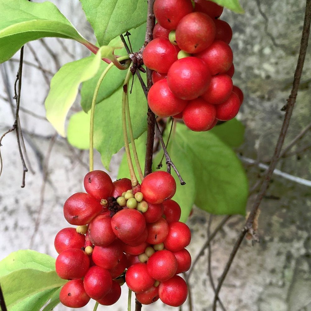 10 Five Flavor Fruit Schisandra Berry Seeds