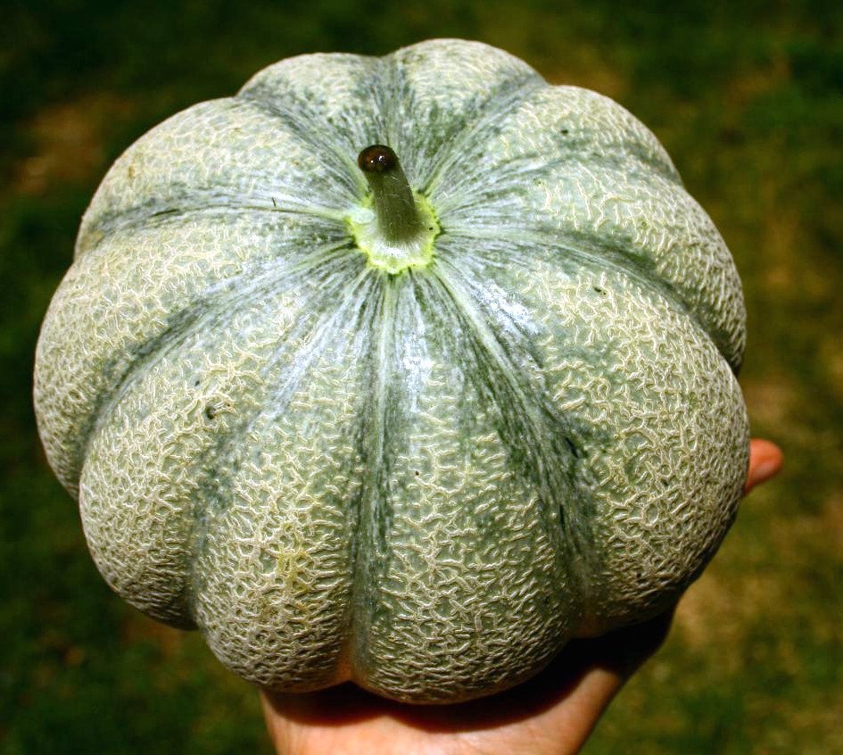 20 Canadian Heirloom Oka Melon Seeds