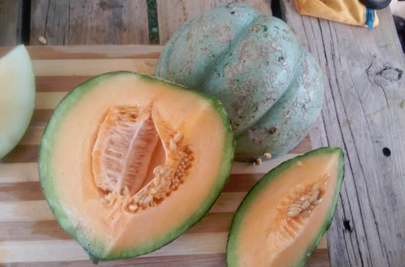 20 Canadian Heirloom Oka Melon Seeds