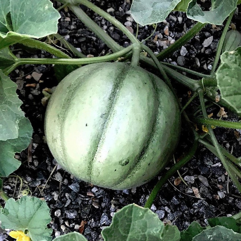 20 Canadian Heirloom Oka Melon Seeds