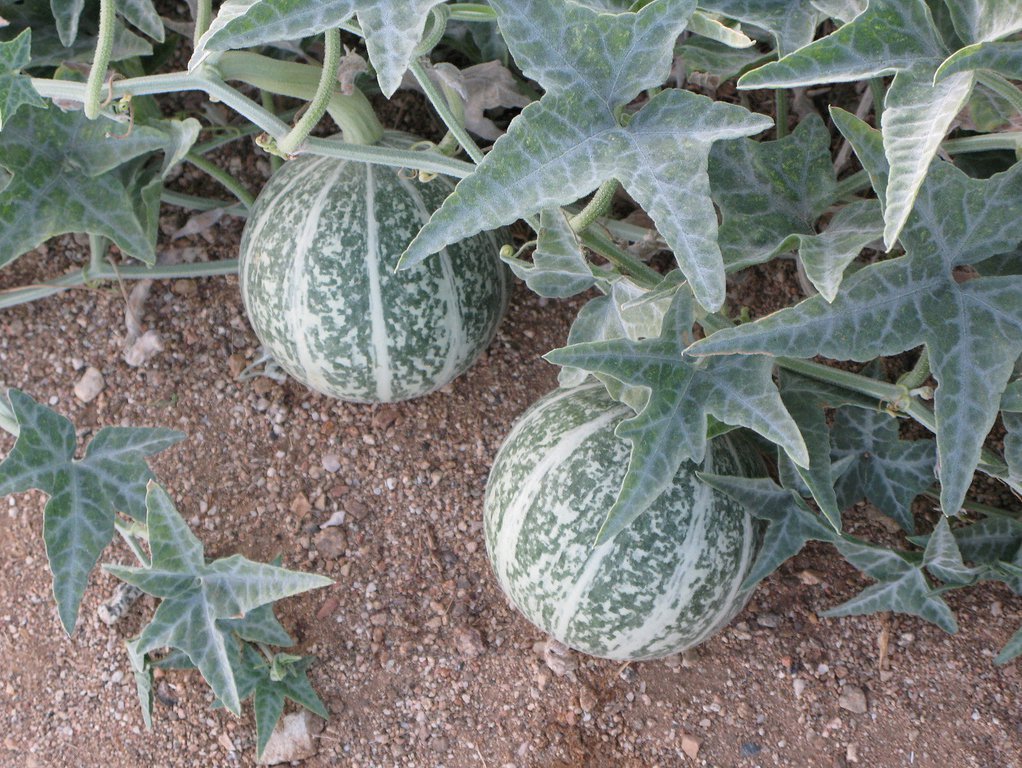 15 Heirloom Calabazilla Native Buffalo Gourd Seeds