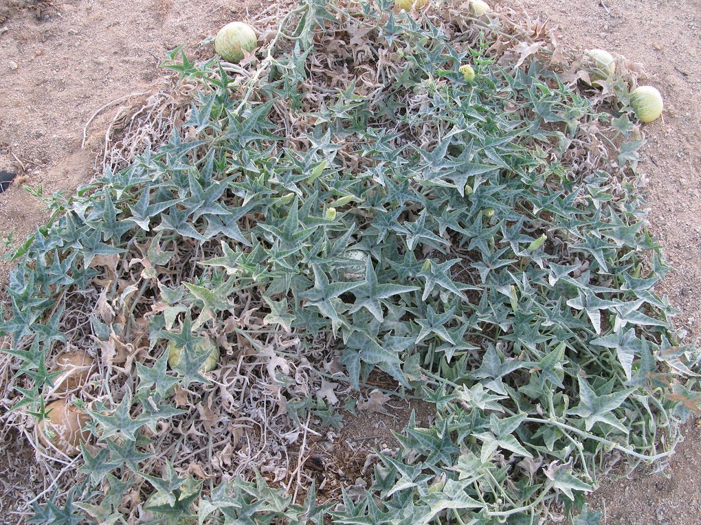 15 Heirloom Calabazilla Native Buffalo Gourd Seeds