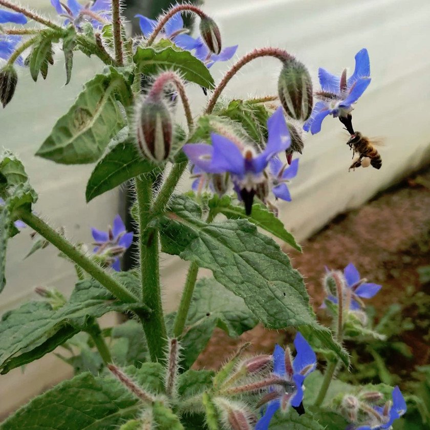75 Heirloom Blue Starflower Borage Seeds