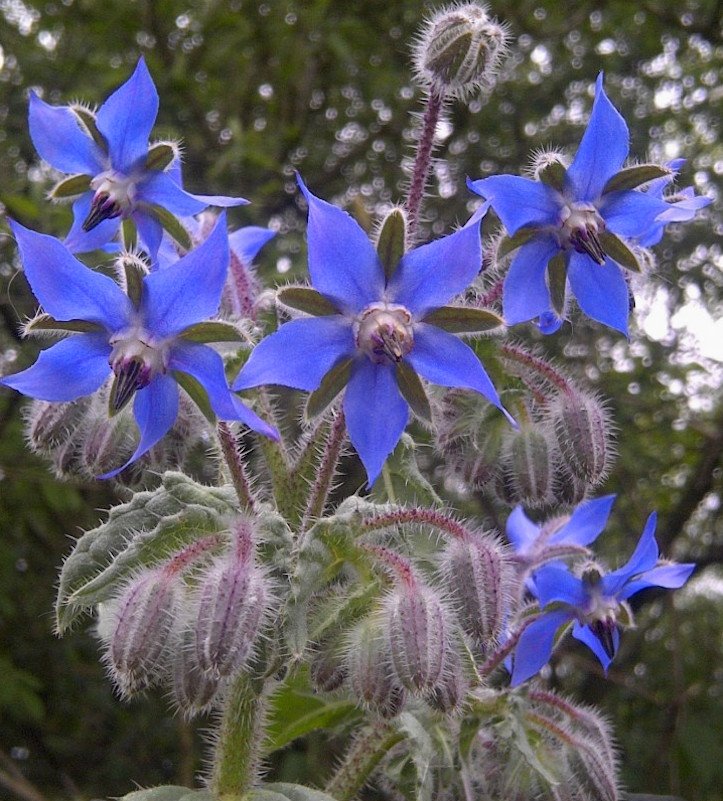 75 Heirloom Blue Starflower Borage Seeds