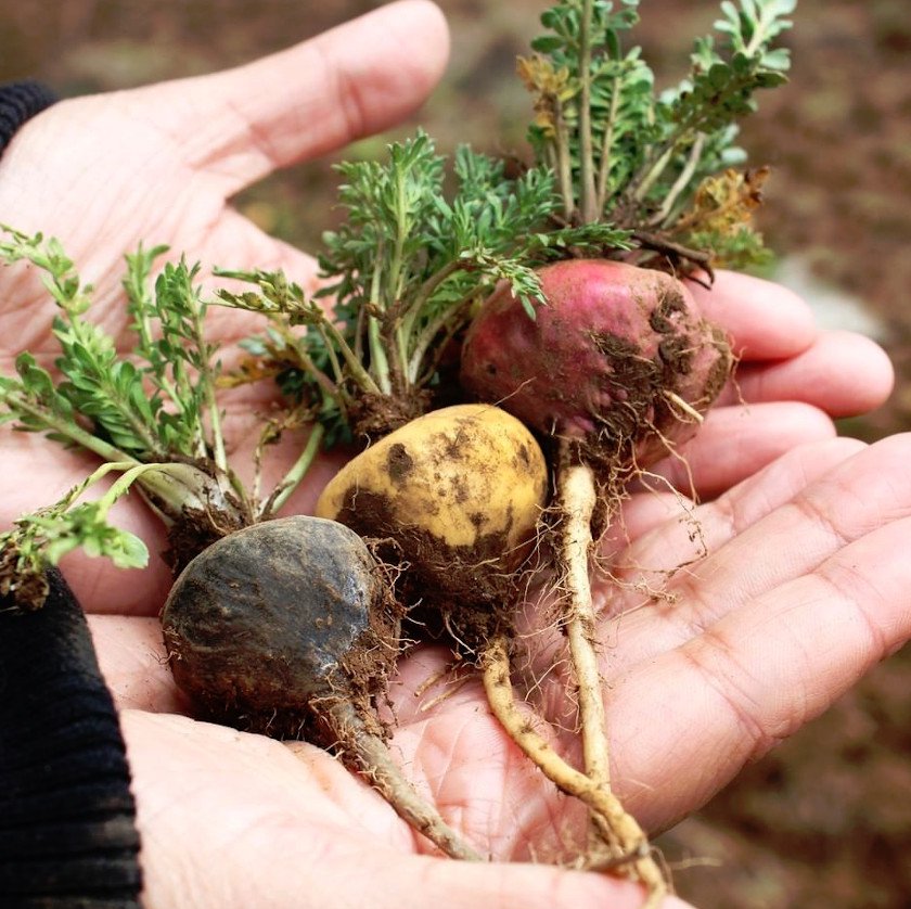 25 Peruvian Maca Root Lepidium Seeds