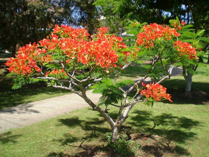 Flamboyant Tree