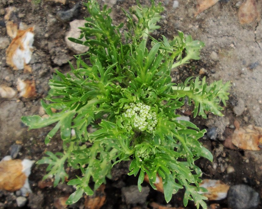 25 Peruvian Maca Root Lepidium Seeds