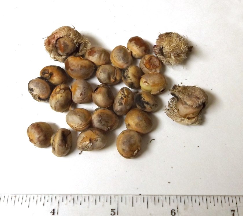 3 Scented White Daphne Phaleria Seeds