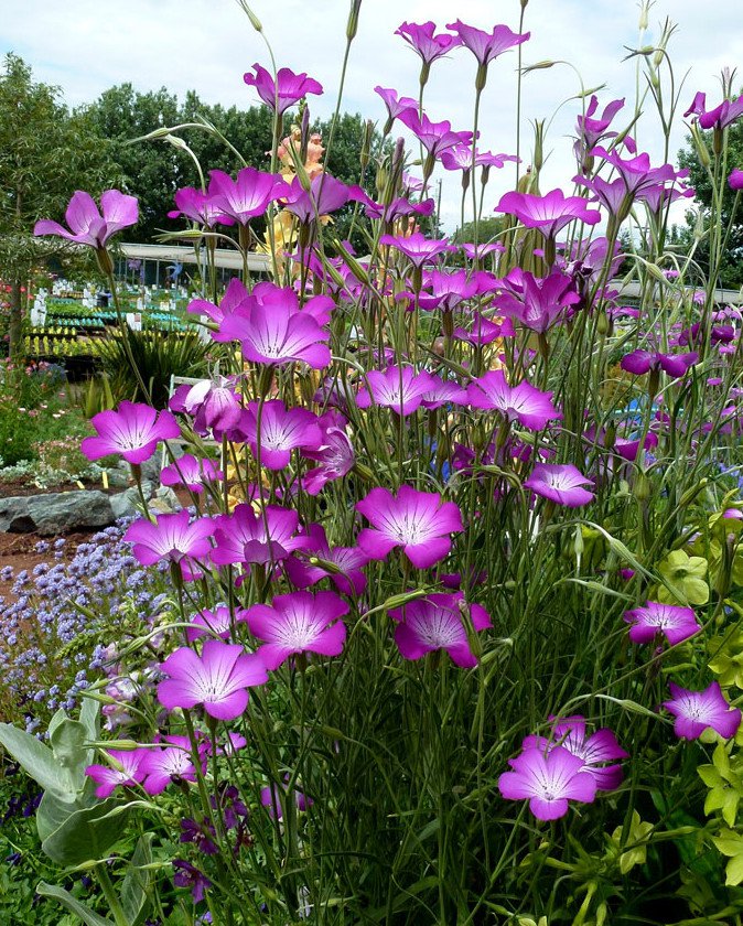 40 Pink Purple Corn Cockle Agrostemma Seeds
