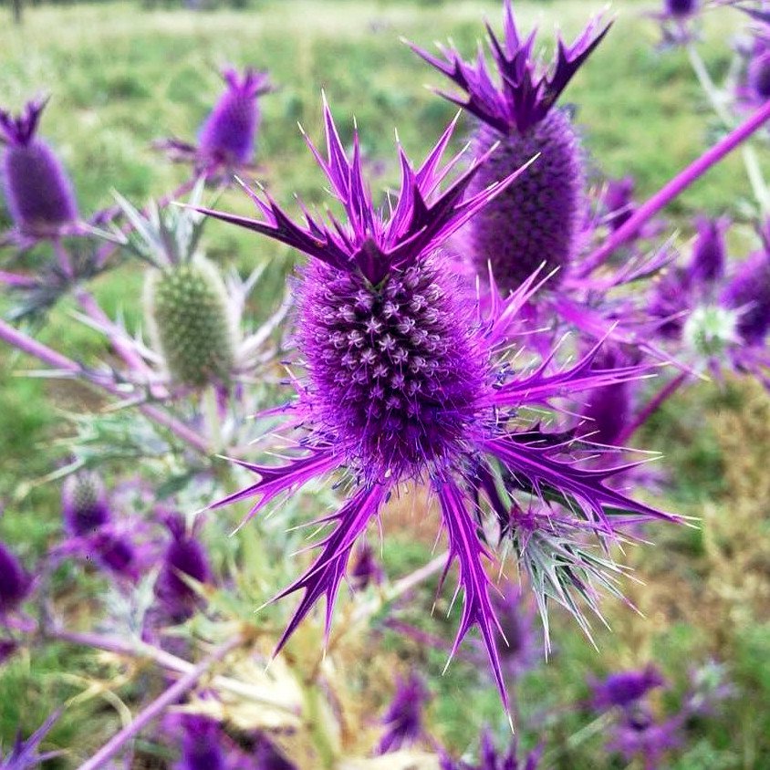 20 Native Purple Sea Holly Leavenworth's Eryngo Eryngium Seeds