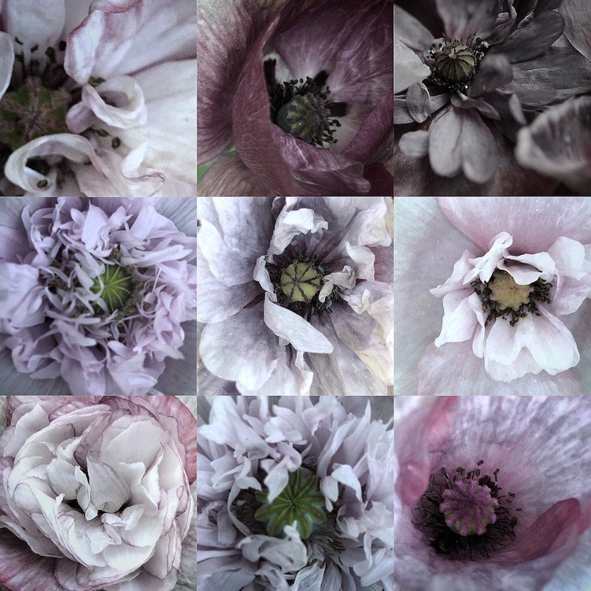 100 Amazing Grey Poppy Shirley Papaver Seeds