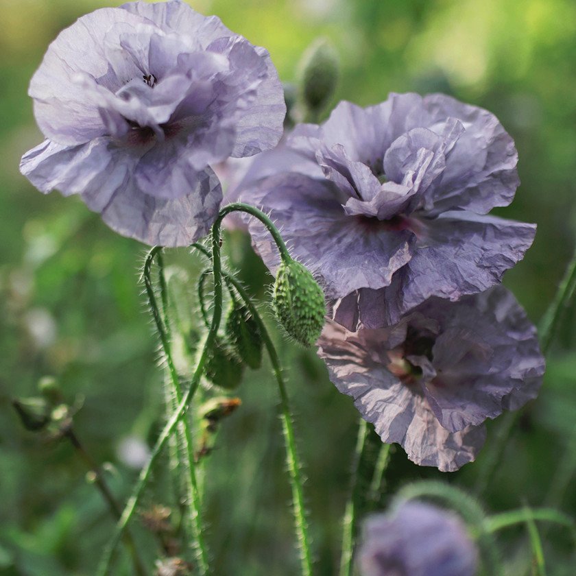 100 Amazing Grey Poppy Shirley Papaver Seeds