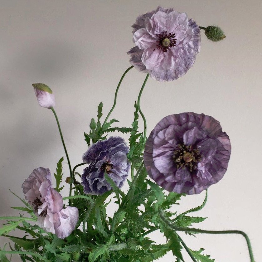 100 Amazing Grey Poppy Shirley Papaver Seeds