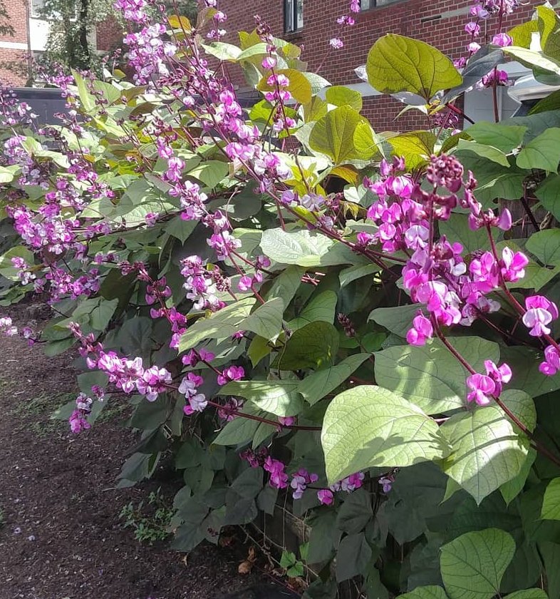10 Heirloom Purple Hyacinth Bean Vine Dolichos Lablab Seeds