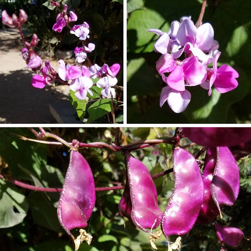 10 Heirloom Purple Hyacinth Bean Vine Dolichos Lablab Seeds