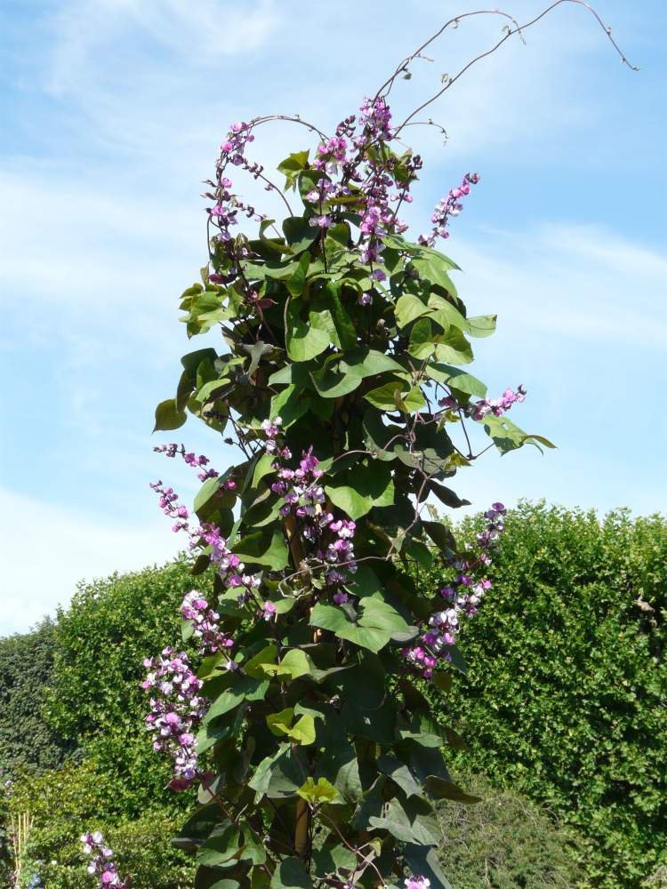 10 Heirloom Purple Hyacinth Bean Vine Dolichos Lablab Seeds