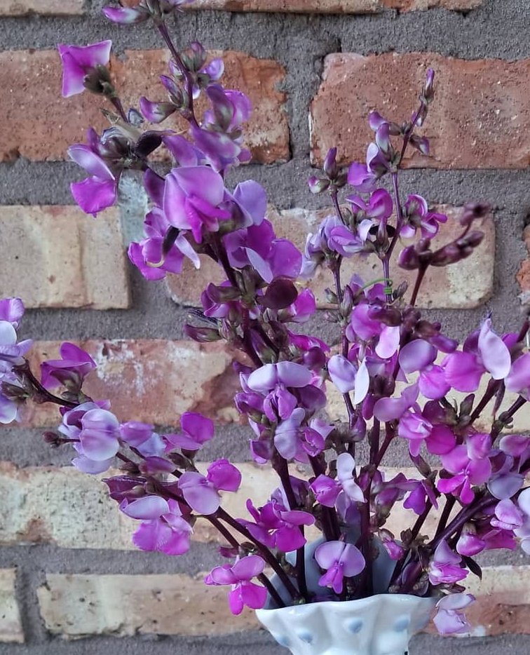 10 Heirloom Purple Hyacinth Bean Vine Dolichos Lablab Seeds