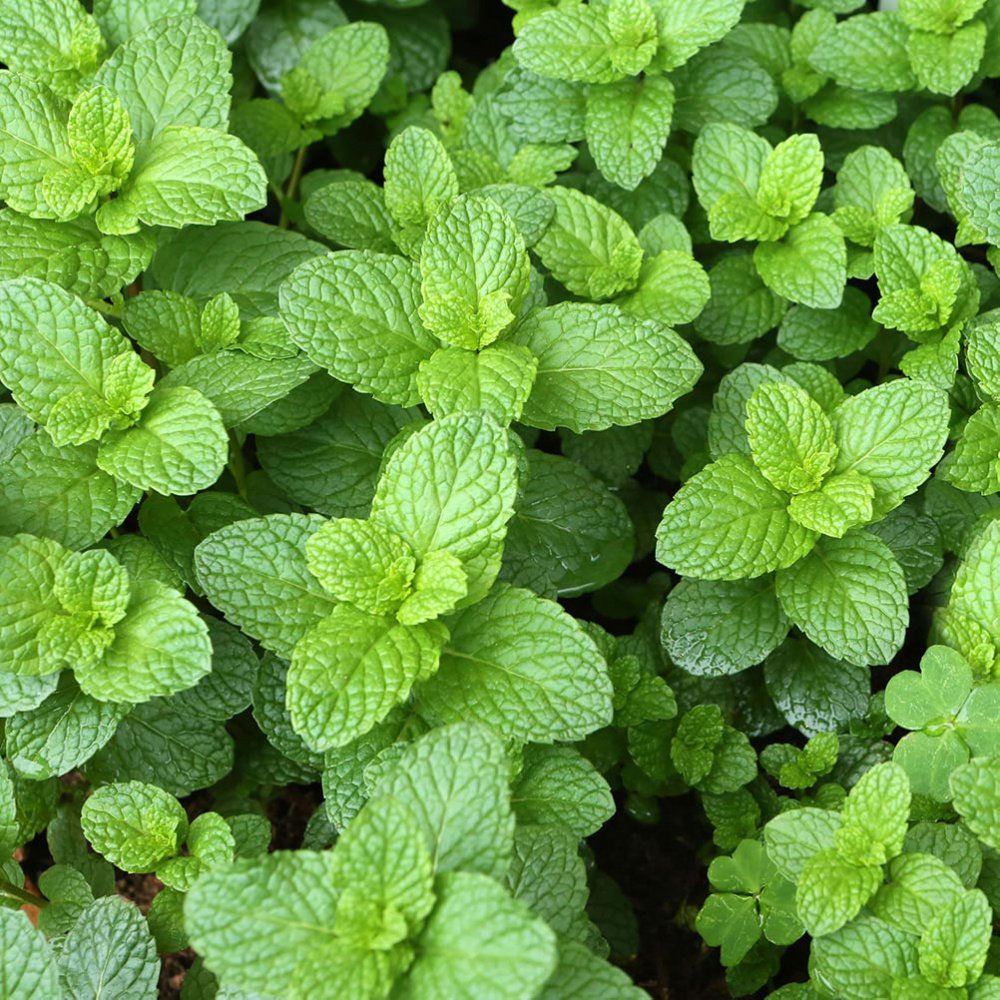 100 Italian Heirloom Spearmint Mentha Seeds