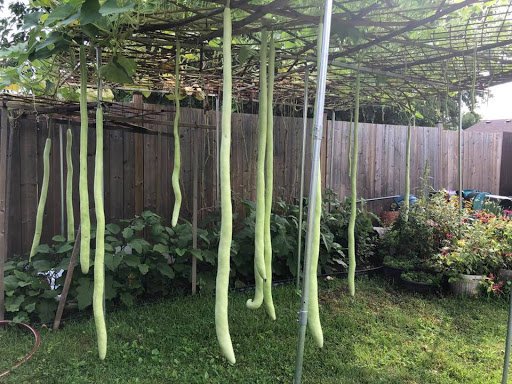 10 Italian Heirloom Sicilian Cucuzza Zuchetta Squash Seeds