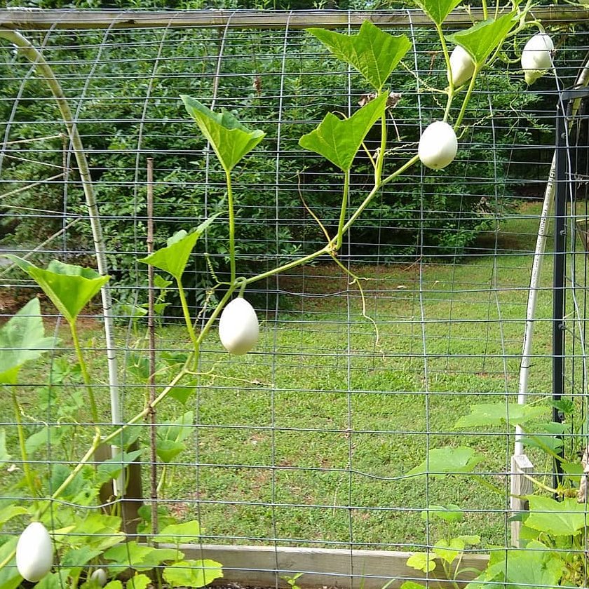 10 Ornamental Nest Egg Gourd Cucurbita Seeds