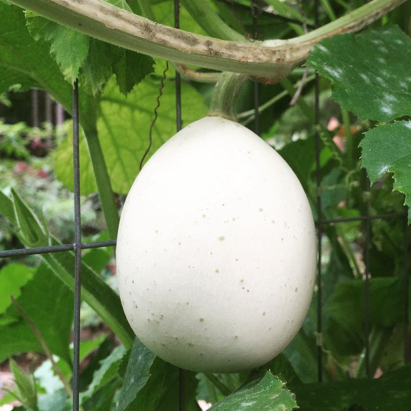 10 Ornamental Nest Egg Gourd Cucurbita Seeds