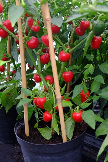 30 Red Cherry Bomb Chili Pepper Seeds