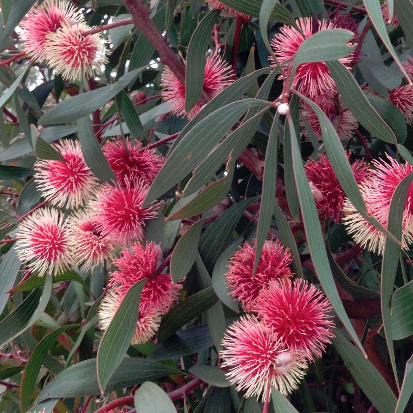 5 Pincushion Hakea Sea Urchin Bush Seeds