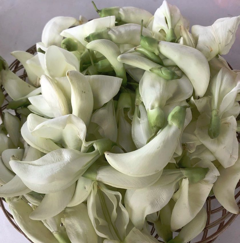 10 White Dragon Tree Katuray Sesbania Seeds