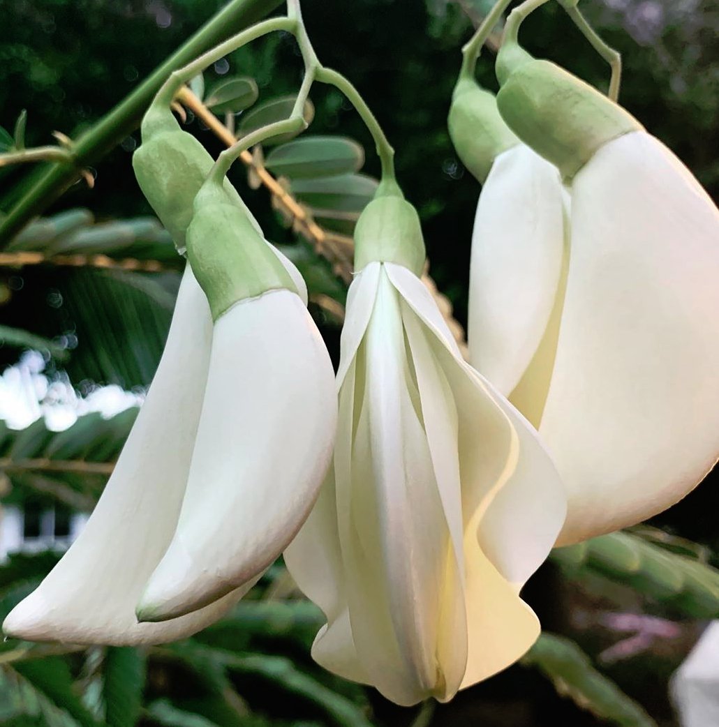 10 White Dragon Tree Katuray Sesbania Seeds