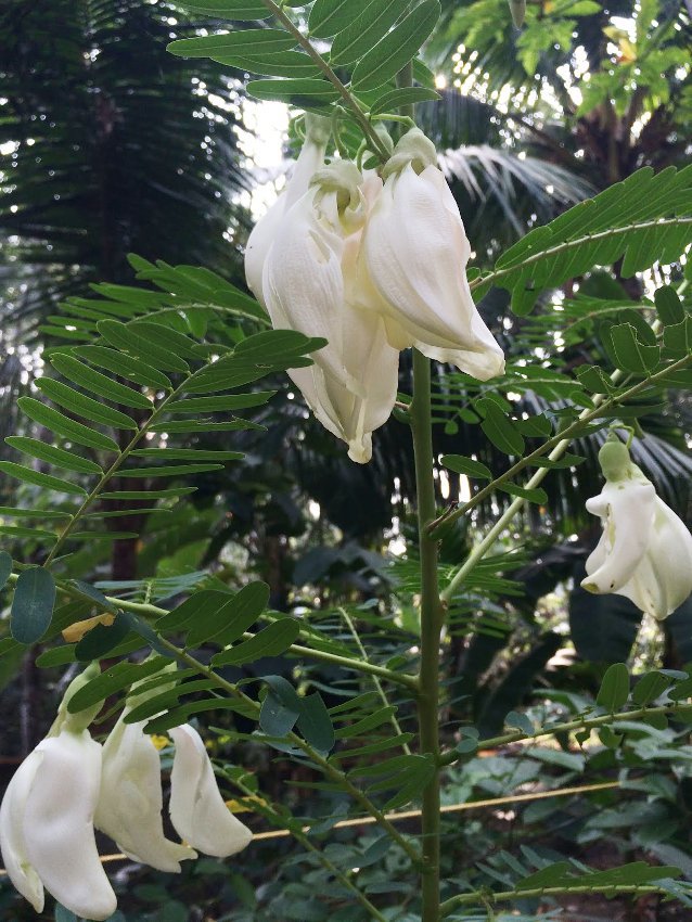 10 White Dragon Tree Katuray Sesbania Seeds