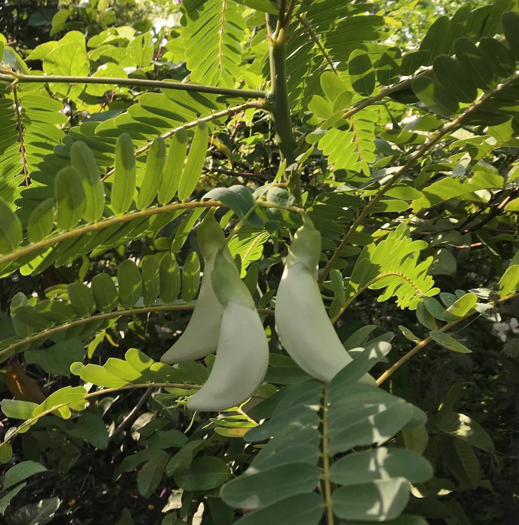 10 White Dragon Tree Katuray Sesbania Seeds