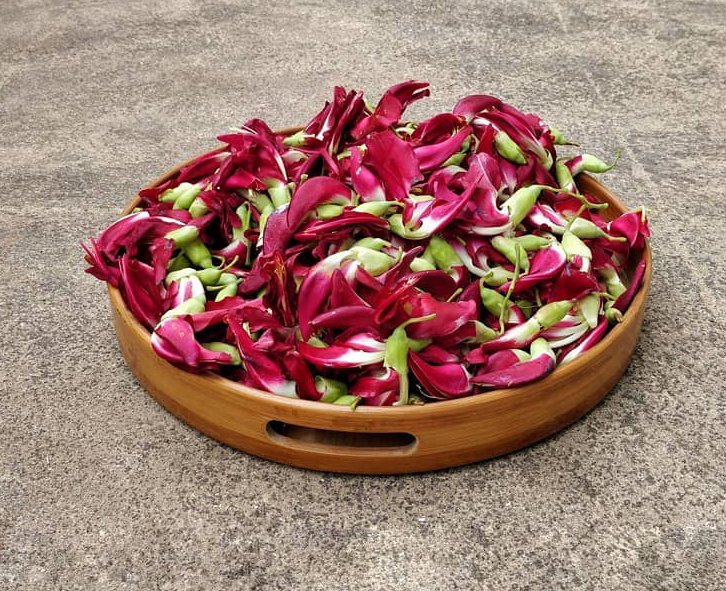 10 Red Vegetable Hummingbird Tree Katuray Sesbania Seeds