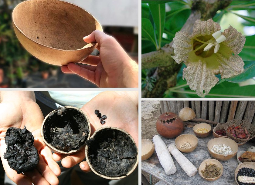 20 Calabash Gourd Tree Crescentia Seeds