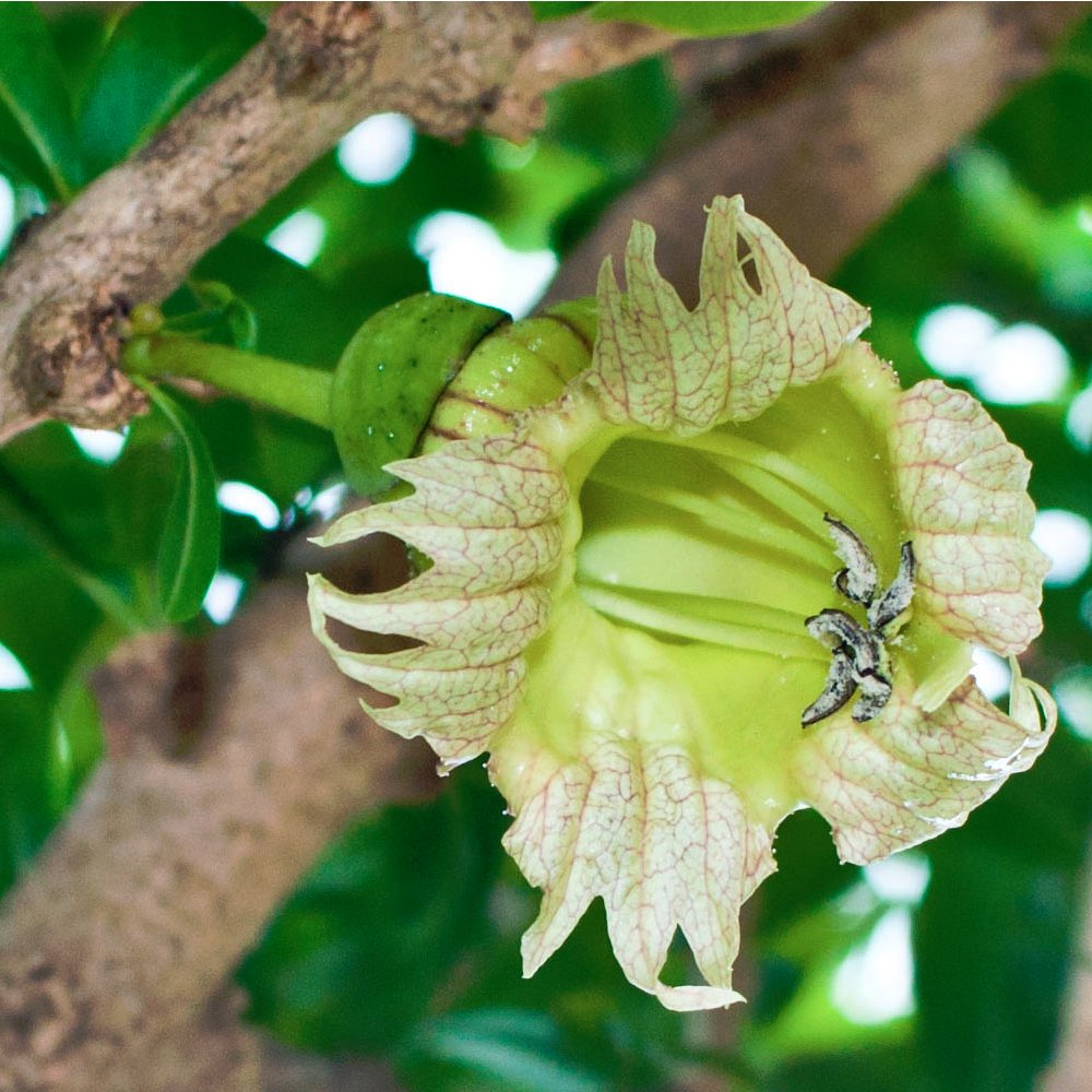 20 Calabash Gourd Tree Crescentia Seeds