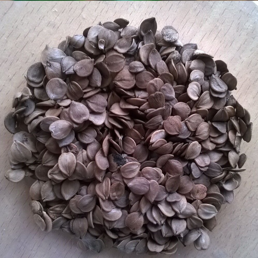 20 Calabash Gourd Tree Crescentia Seeds