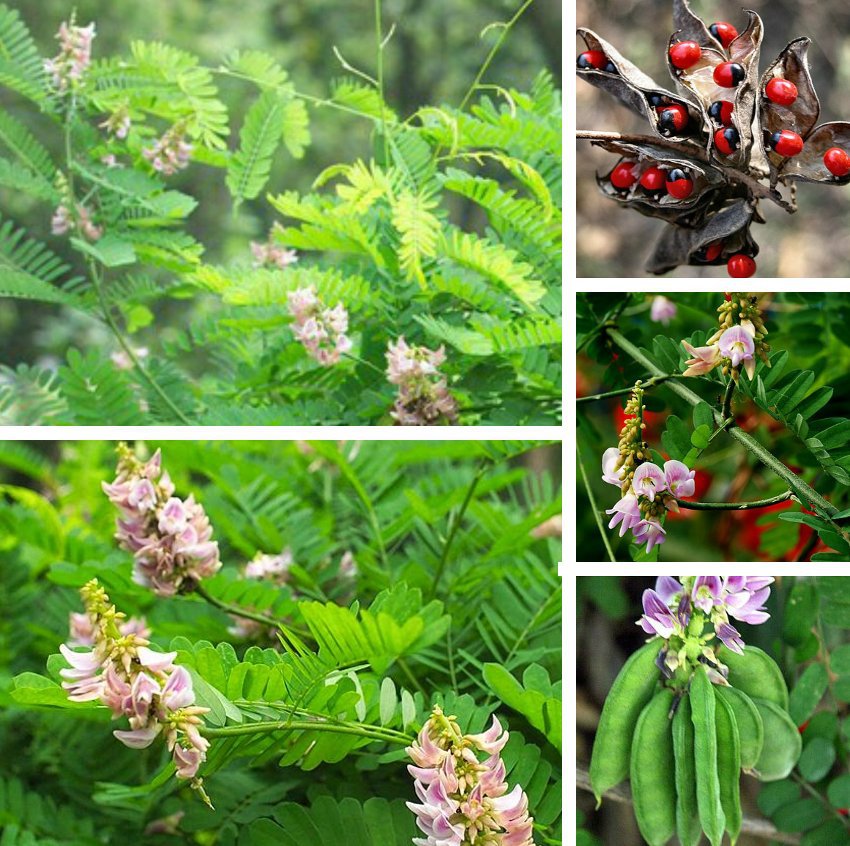 20 Rosary Pea Abrus precatorius Seeds