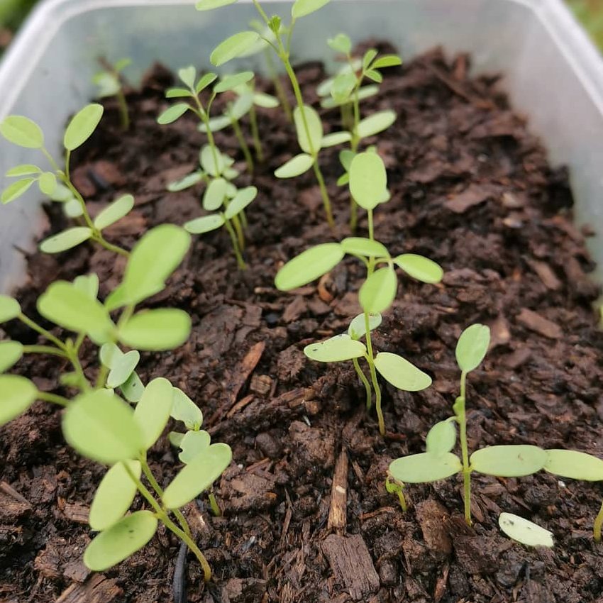 25 Wild True Indigo Indigofera Seeds