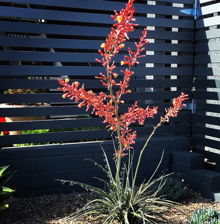 15 Texas Red Yucca Seeds