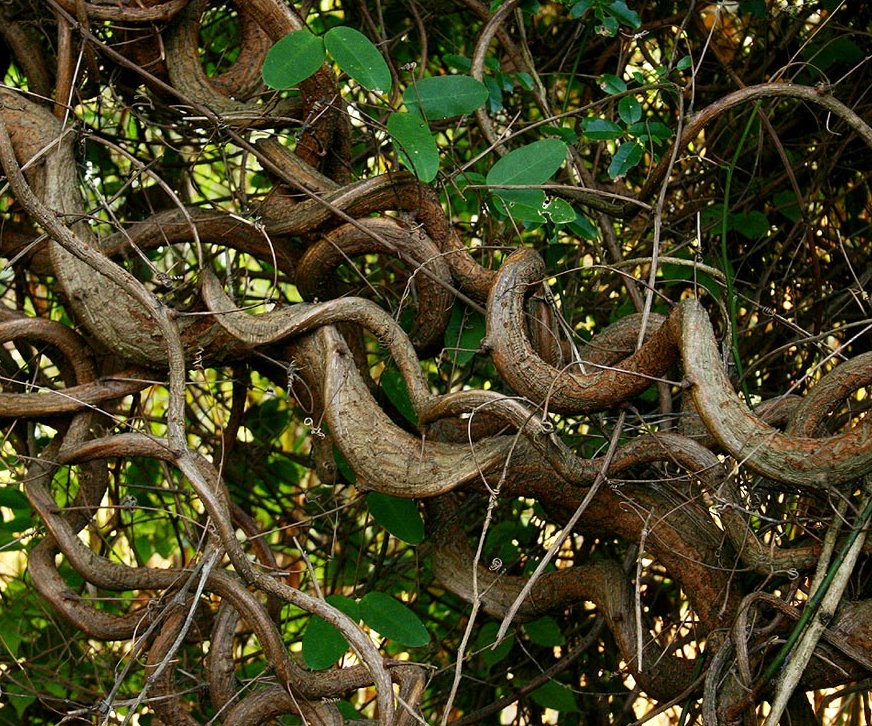 2 Monkey Ladder Entada Seeds