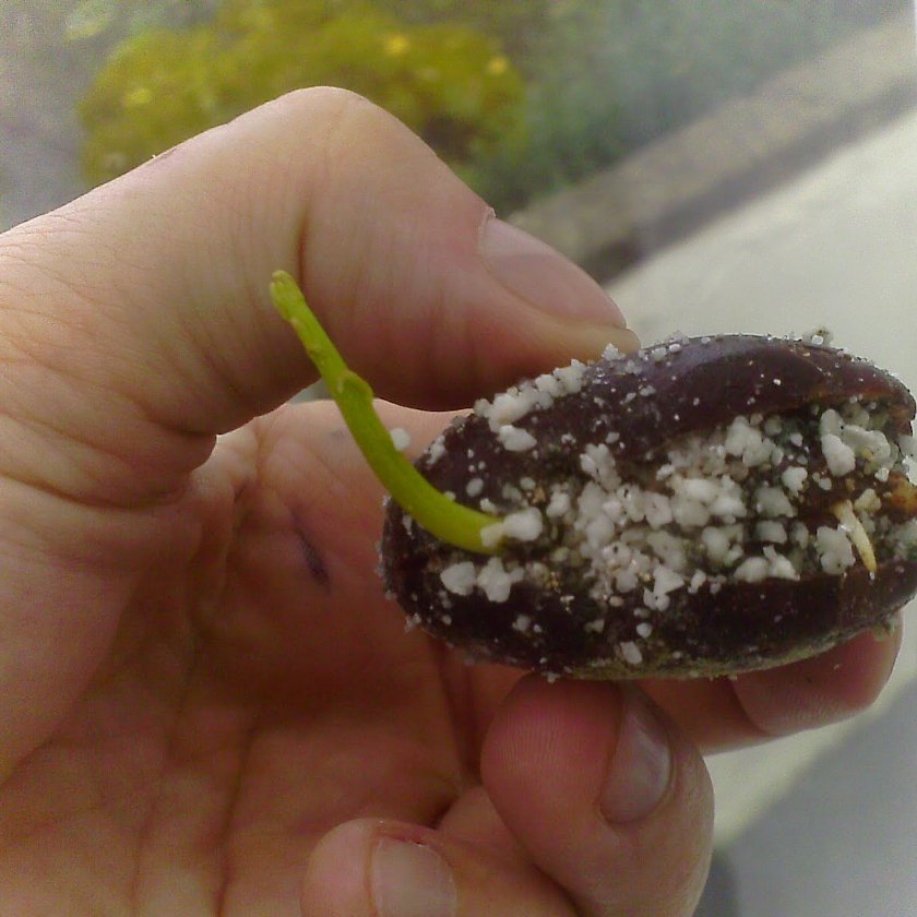 2 Monkey Ladder Entada Seeds