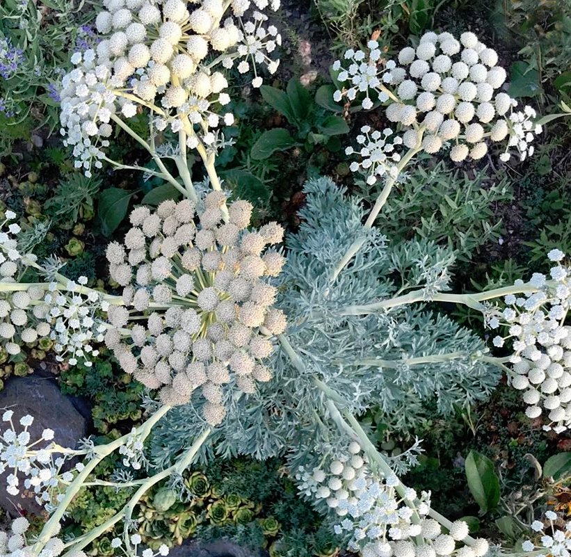 25 White Moon Carrot Seseli Seeds