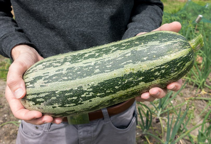 10 British Heirloom Marrow Squash Green Bush Seeds