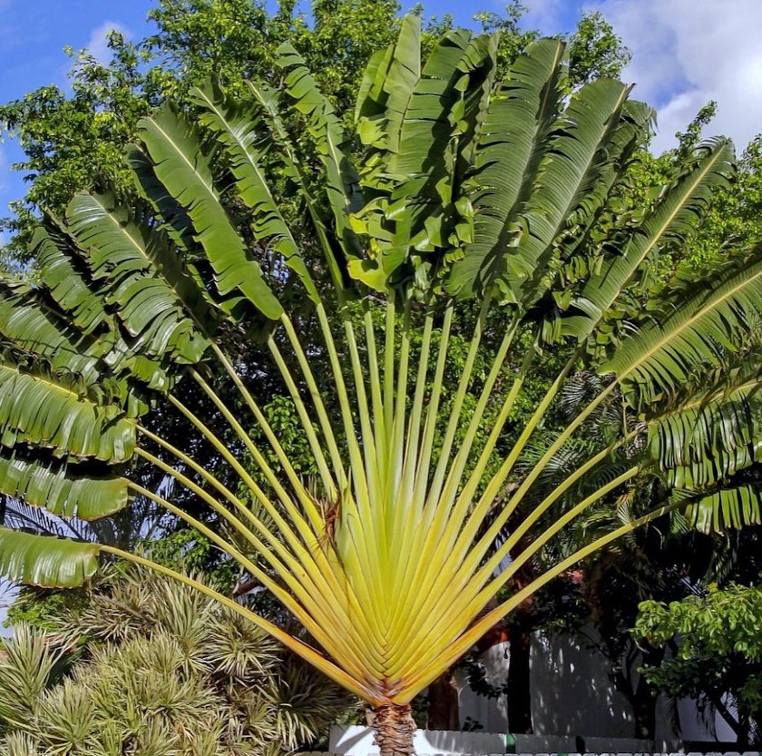 7 Traveler's Palm Ravenala Seeds