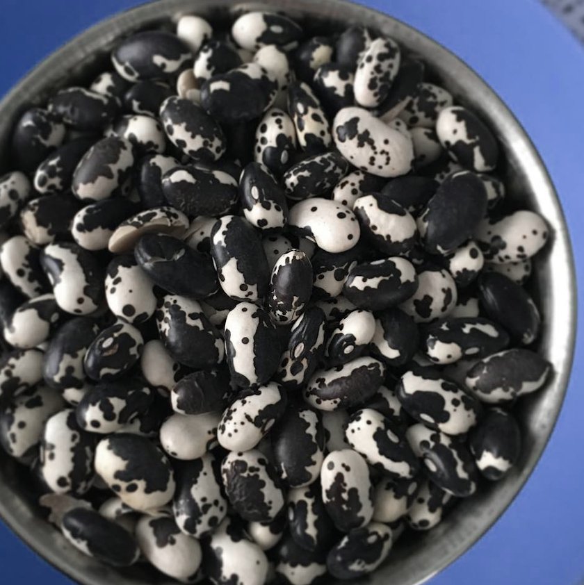 50 Heirloom Black and White Orca Bush Bean Seeds