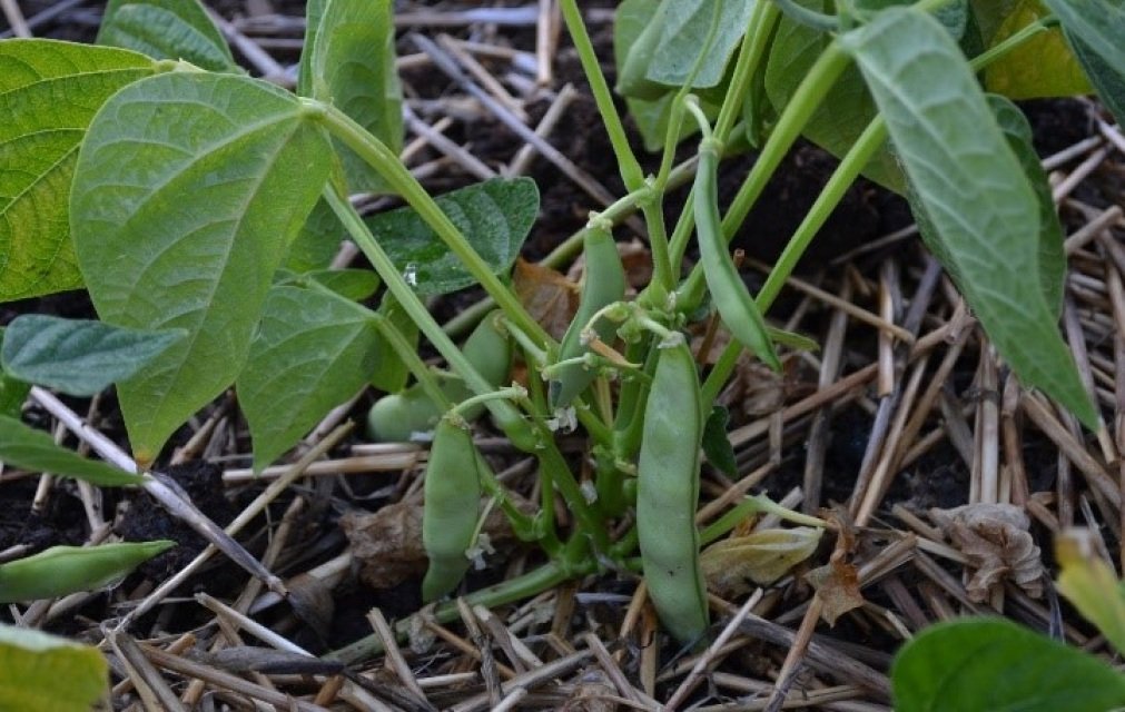 50 Heirloom Black and White Orca Bush Bean Seeds