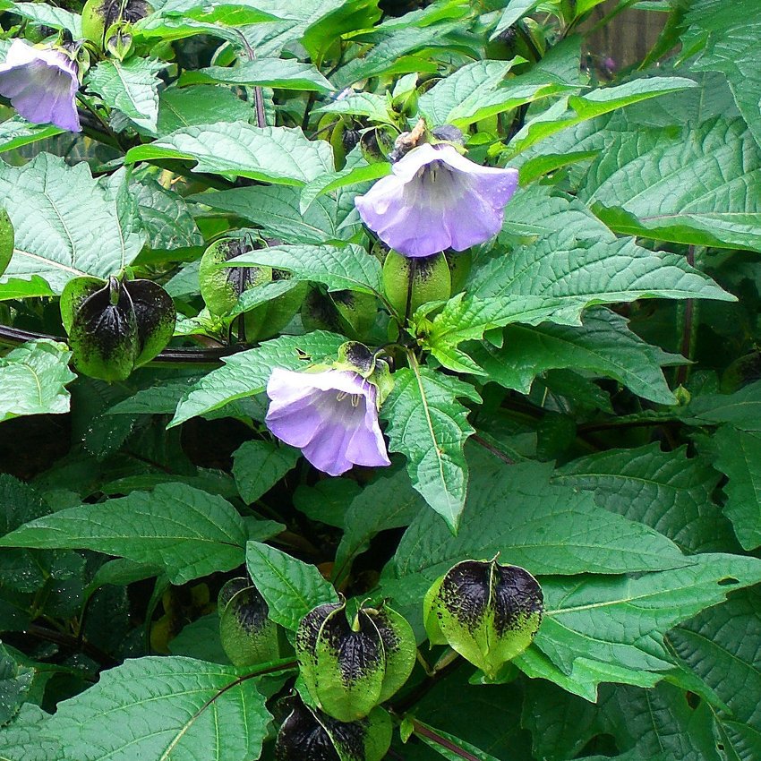 30 Purple Black Shoo-Fly Plant Nicandra Seeds